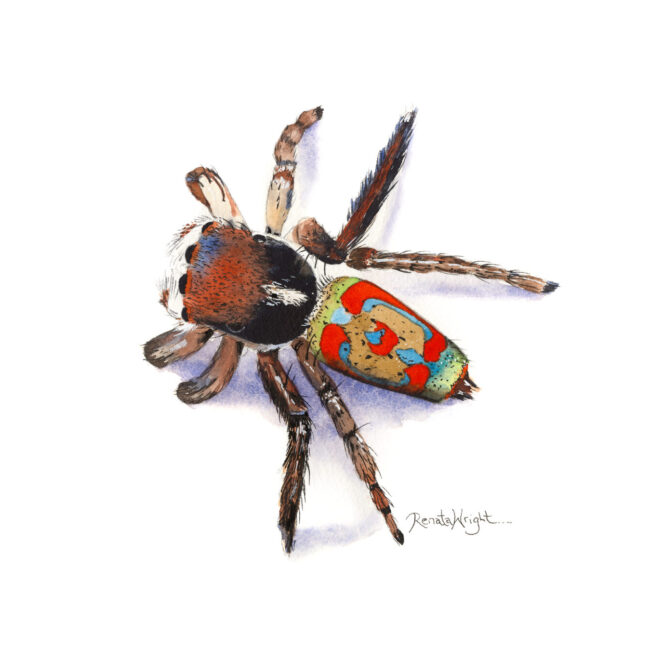 "Erasmus" - Maratus volans print - Renata Wright Art Perth WA