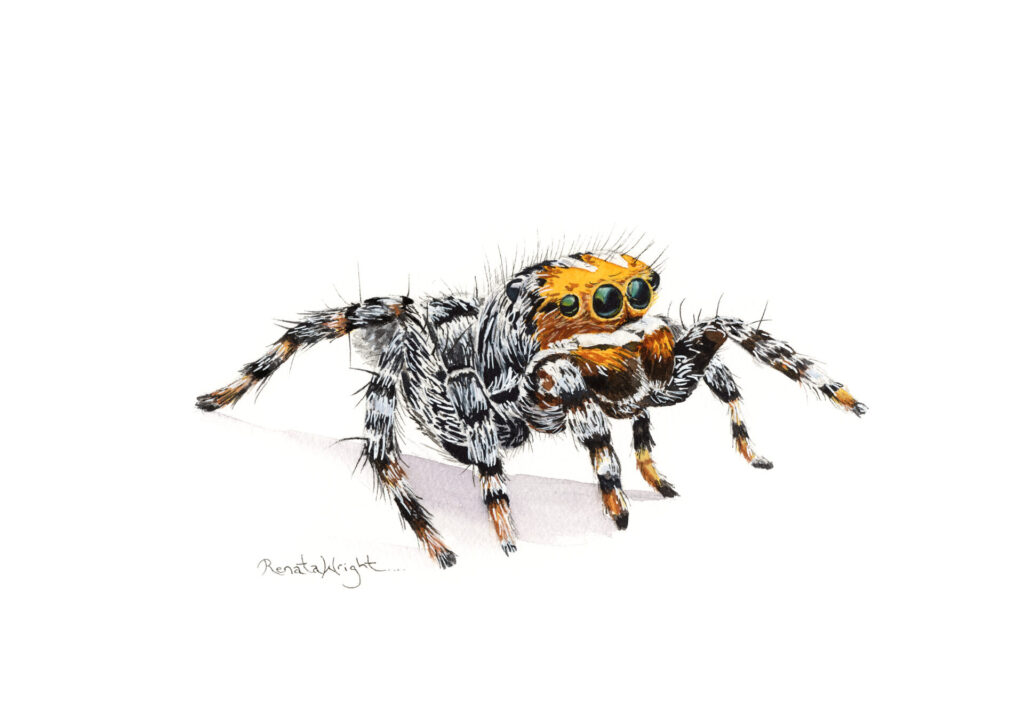 "Nemo" - Maratus nemo print - Renata Wright Art Perth WA